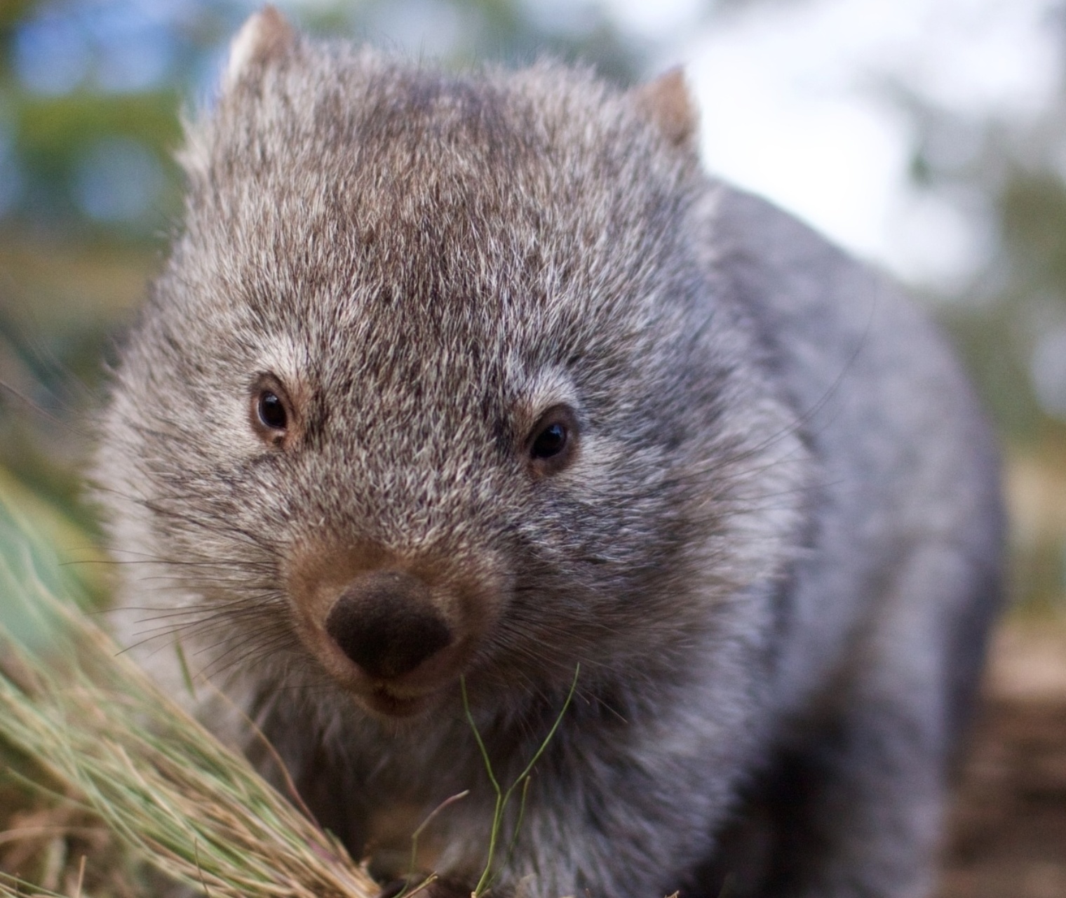 Tassie4Kids | Tasmanian Wombat encounters at Bonorong Wildlife ...