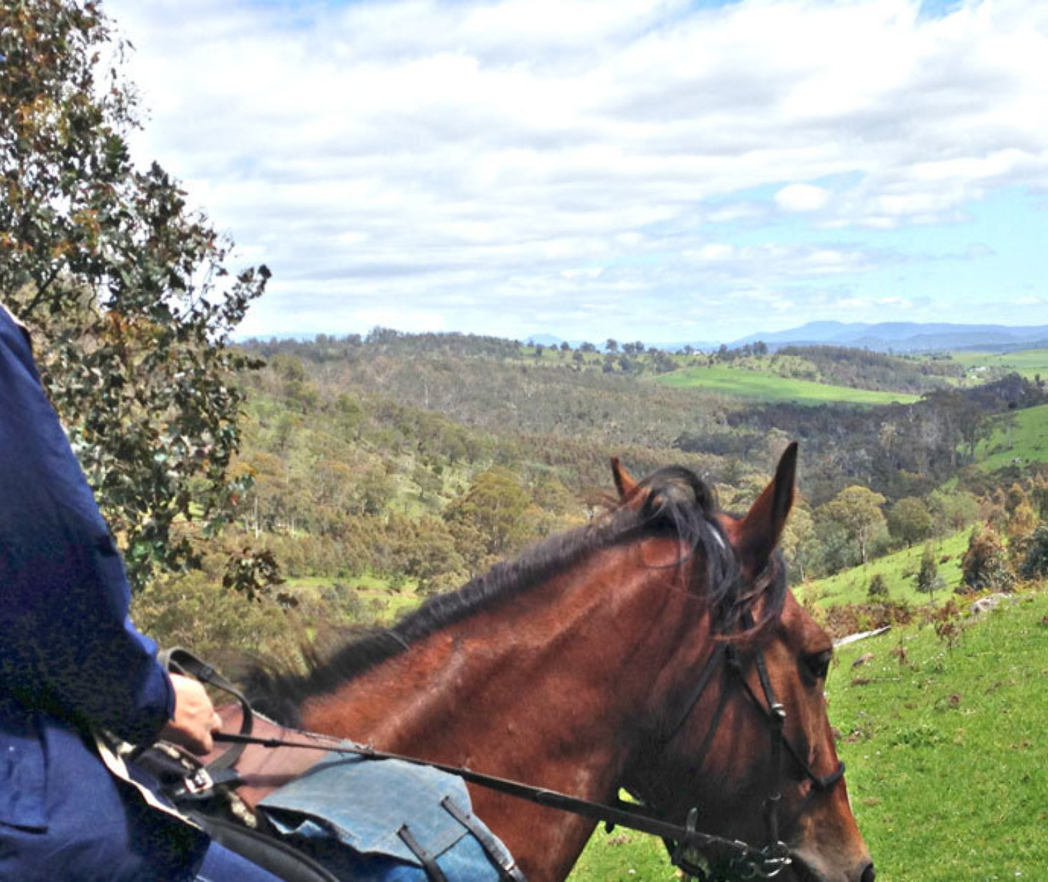 Tassie4Kids | Horseriding Tasmania