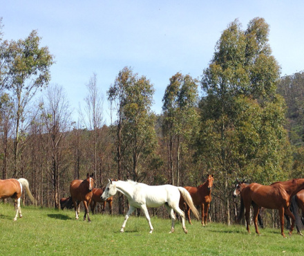 Tassie4Kids | Horseriding Tasmania